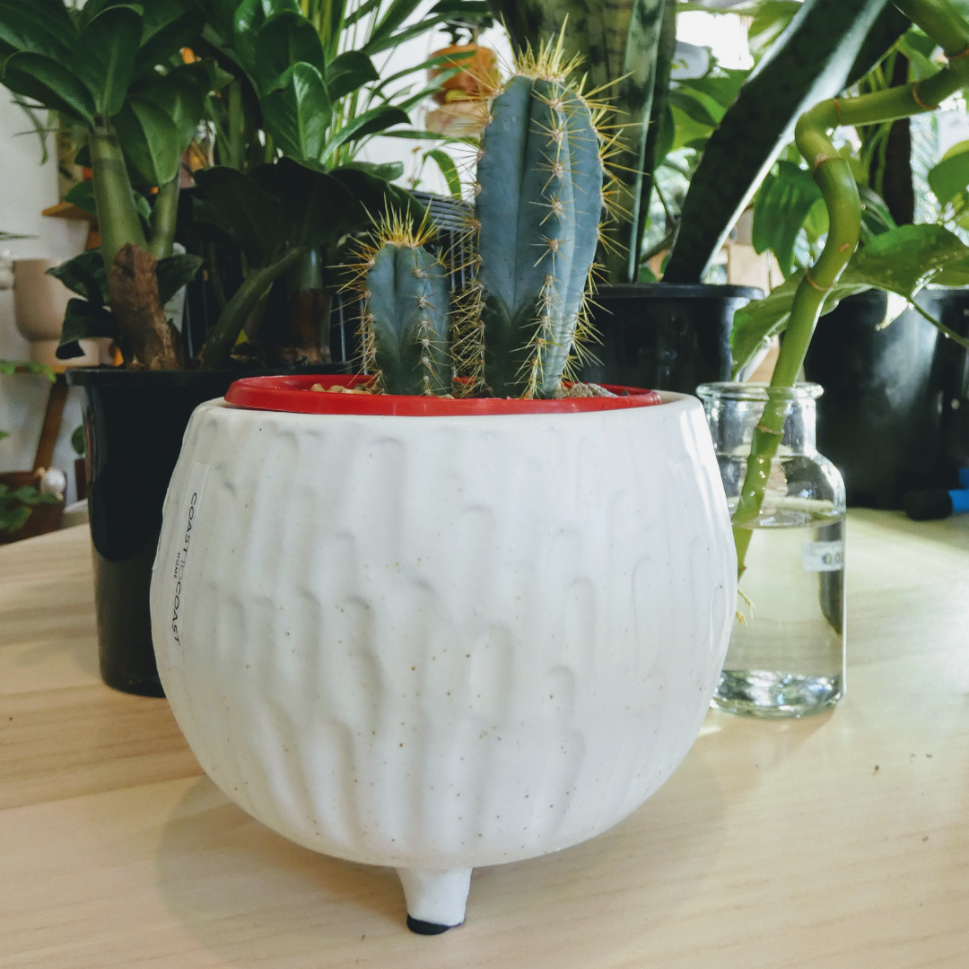 Air-Purifying Plants for Asthma Symptoms and Allergies