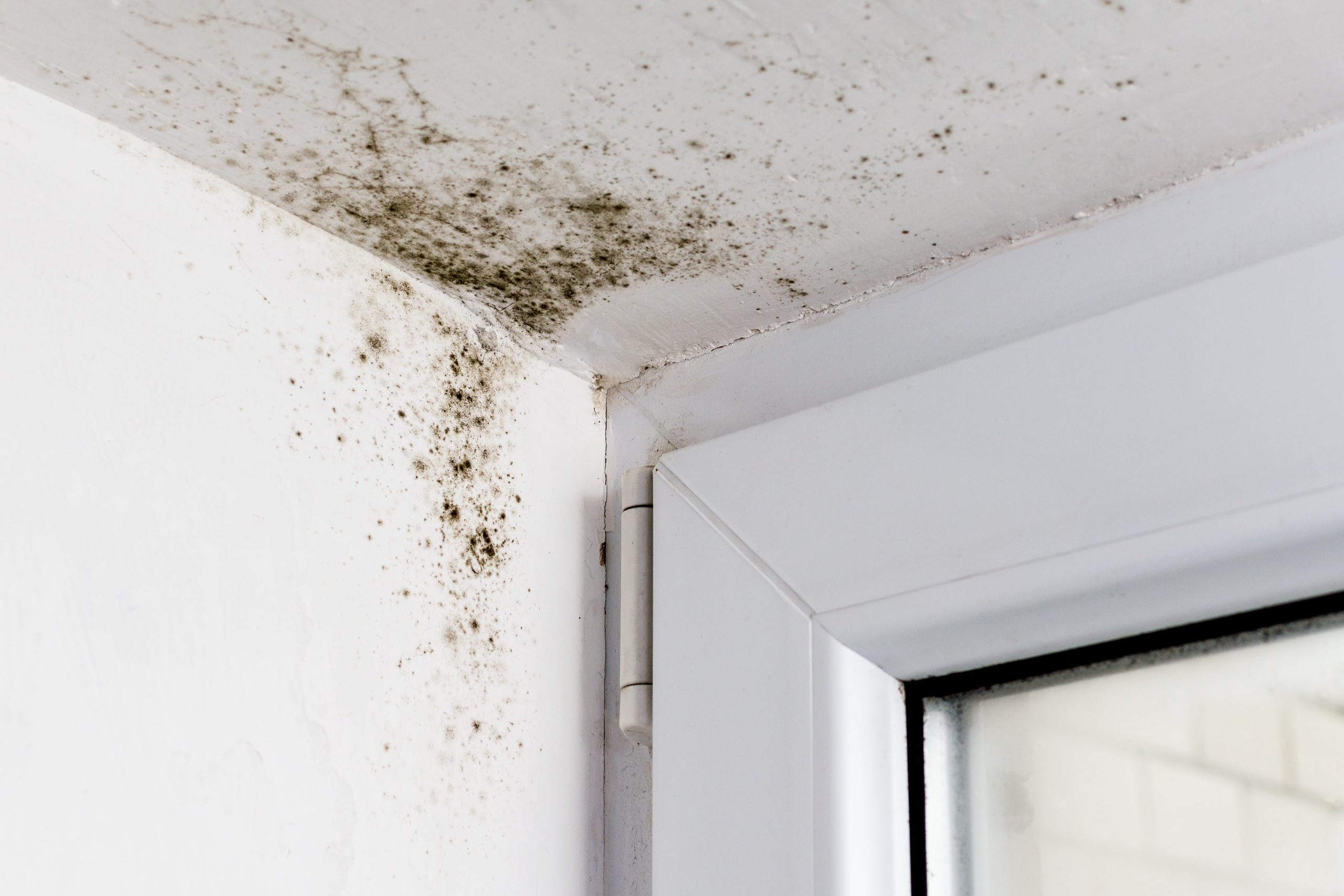 Managing Asthma Triggered by Mould | Asthma Australia